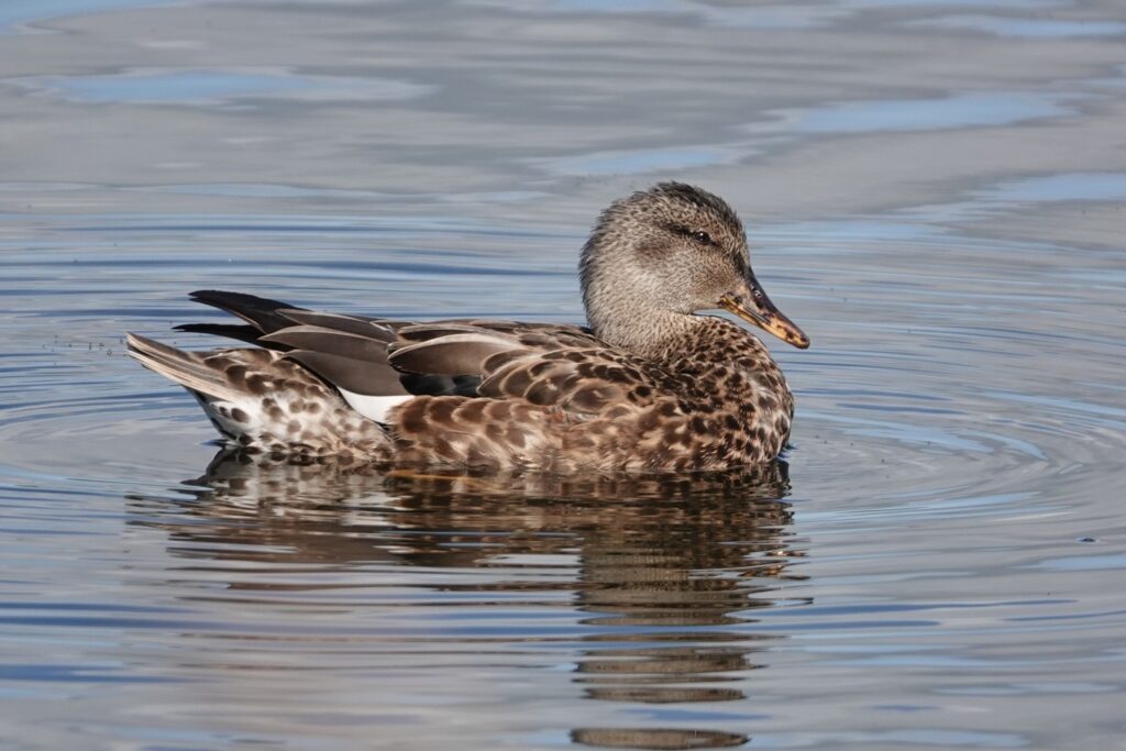 Can you tell a female Gadwall from a Mallard? | Cotswold Lakes Trust